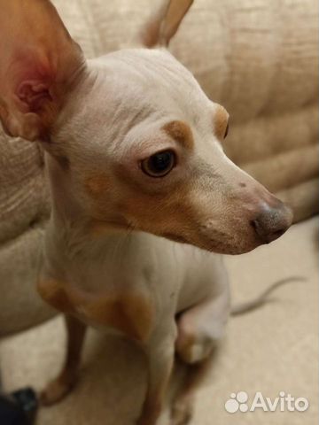 Той-терьер лиловый