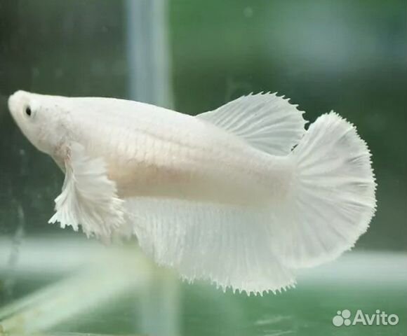 Петушок самка платиновая