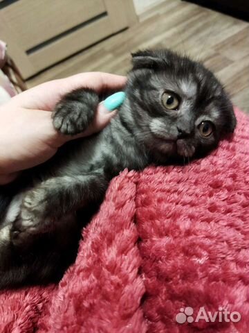 Шатланская вислоухая