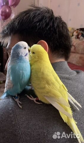 Выставочный желтый попугай (самка)