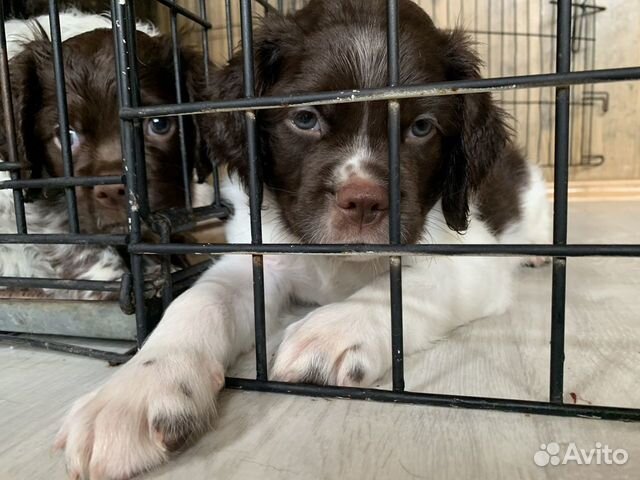 Щенки Бретонского эпаниоля