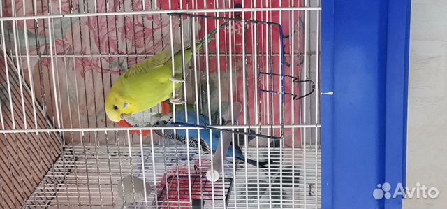 Волнистый попугай с клеткой