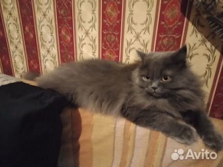 Британская кошка бесплатно