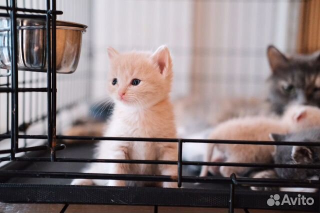 Персиковый Котёнок 1,5 мес. Девочка