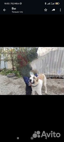Алабай