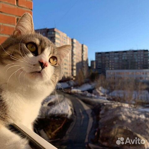 Молодой крупный котик