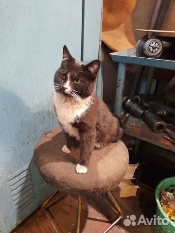 Котик в добрые руки