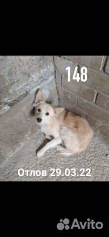 Коломбина ищет дом