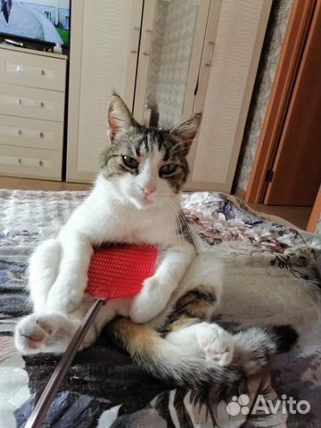 Потерялся кот