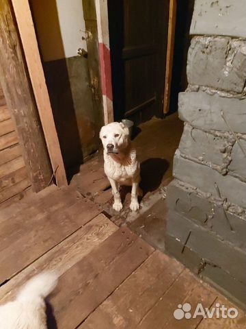 Чистопородную азиатку в дар