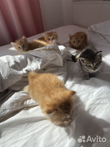 Котята в добрые руки