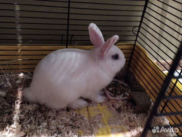 Декоративные кролики