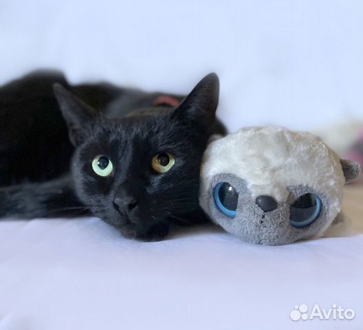 Черная кошечка в дар