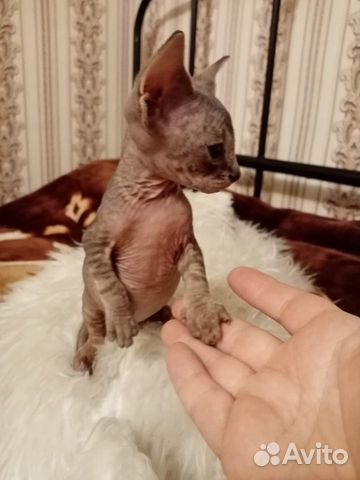 Канадский сфинкс, ласковый мальчик