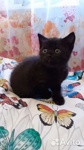 Британские котята 1 месяц