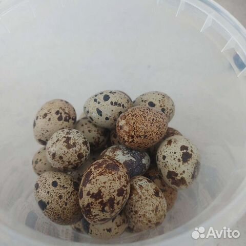 Инкубационное яйцо перепела утяжеленного - техас