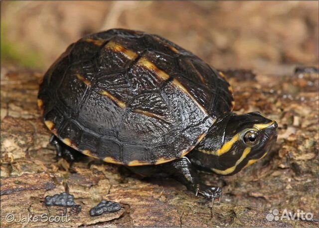 Самая маленькая илистая полосатая черепаха