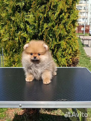 Померанский шпиц Карамелька