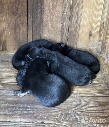 Щенята (щенок ) овчарка