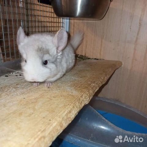 Шиншилла самец бело-розовый бархат мозаика