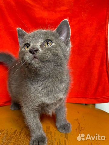 Котенок в добрые руки