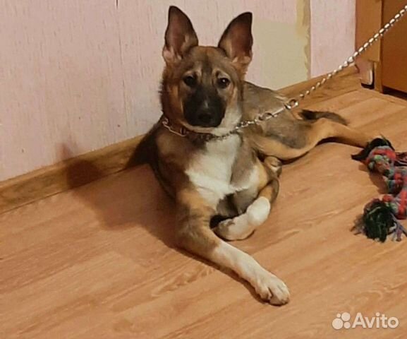 Собаки бесплатно