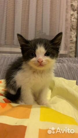 Котенок Карапузик ищет семью