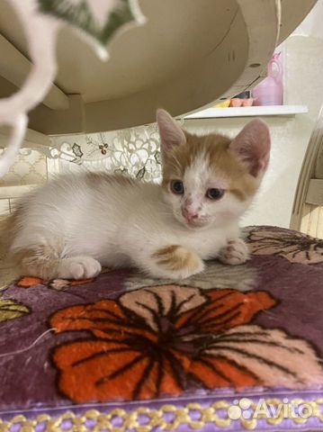 Котята