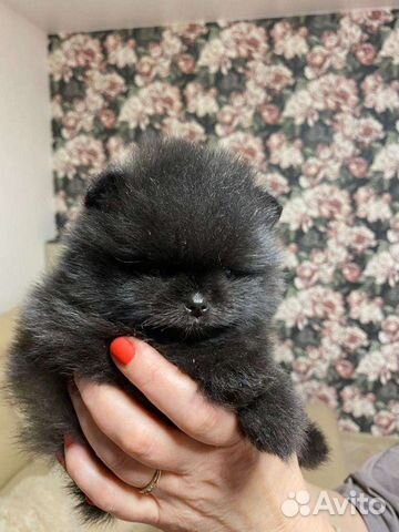 Померанский шпиц медвежьего типа