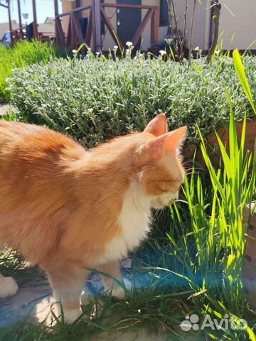 Солнечная кошка в заботливые руки