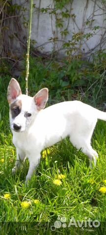 Маленький красавчик с моноклем