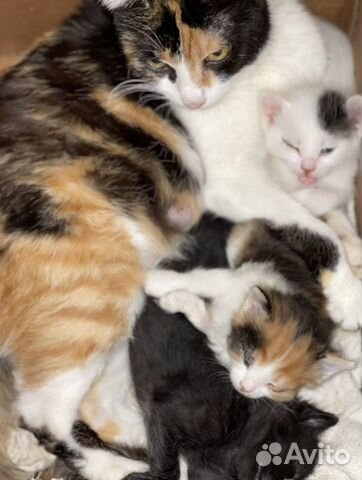 Котята в добрые руки