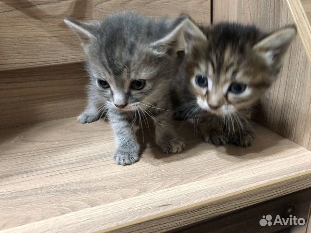 Котятки девочки