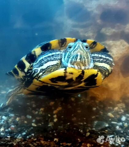 Красноухая черепаха бесплатно самец