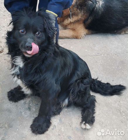 Кузя ищет дом