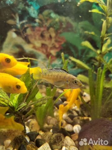 Малавийские цихлиды