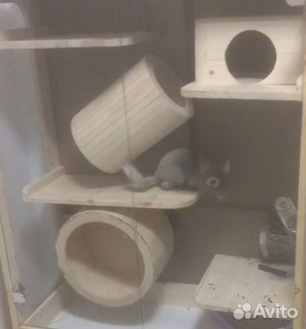 Продам шиншилу с витриной