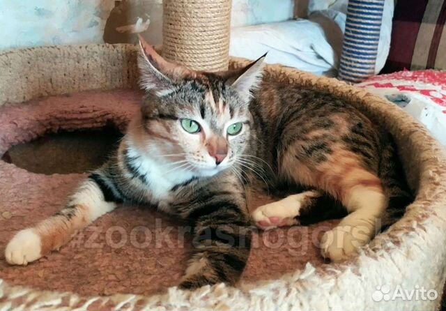 Кошка Бонита 8 месяцев, стерилизована