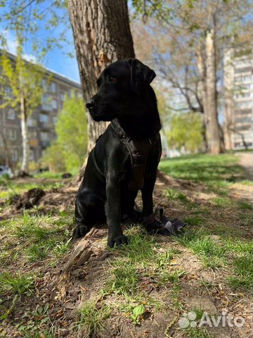 Кобель лабрадора вязка
