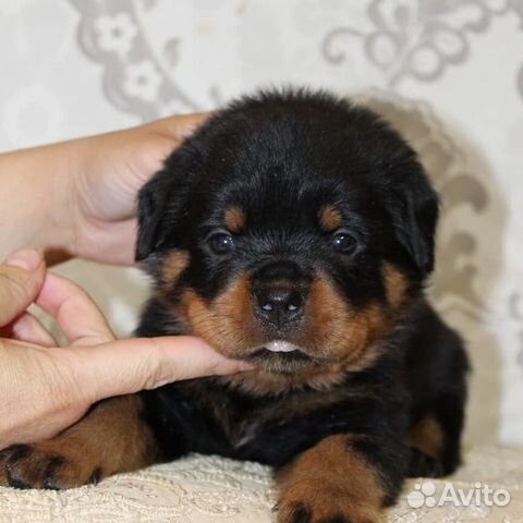 Щенки Ротвейлера