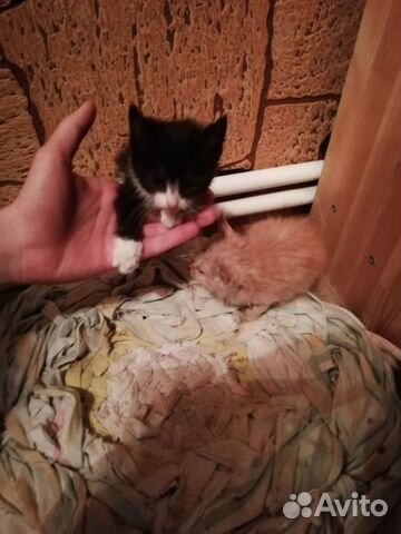 Котята в добрые руки даром