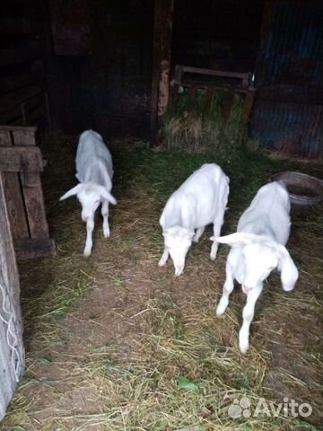 Зааненские козы