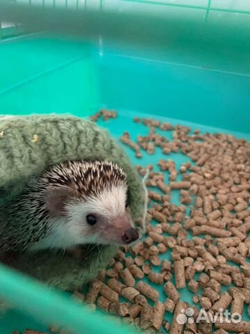 Декоративный ежик