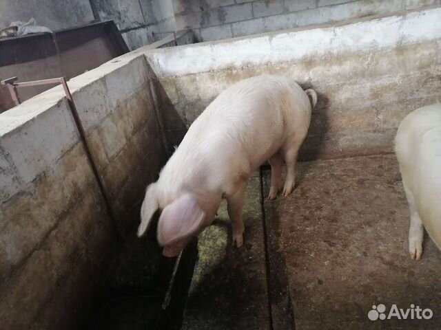 Свинья ландрас-дюрок