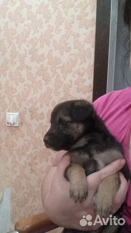 Маленькая собачка бесплатно