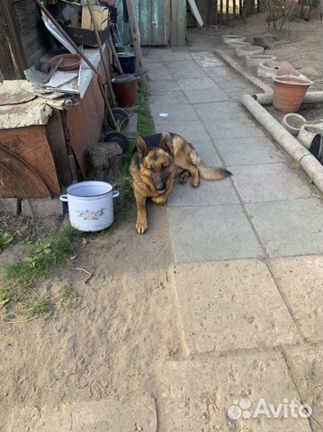 Немецкая овчарка вязка