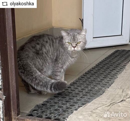 Выбросили милую кошечку,сидит в подъезде,не уходит
