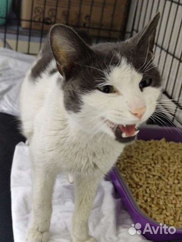 Кошки бесплатно