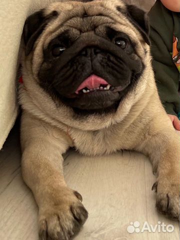 Мопс 3 года