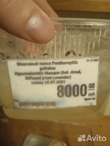 Змея маисовый полоз